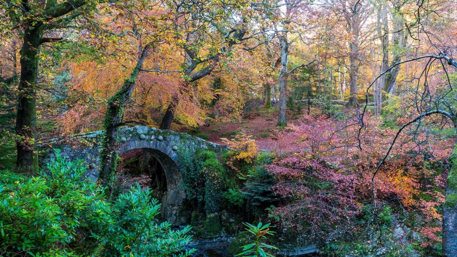 Tollymore Forest Park - Photography by Paul