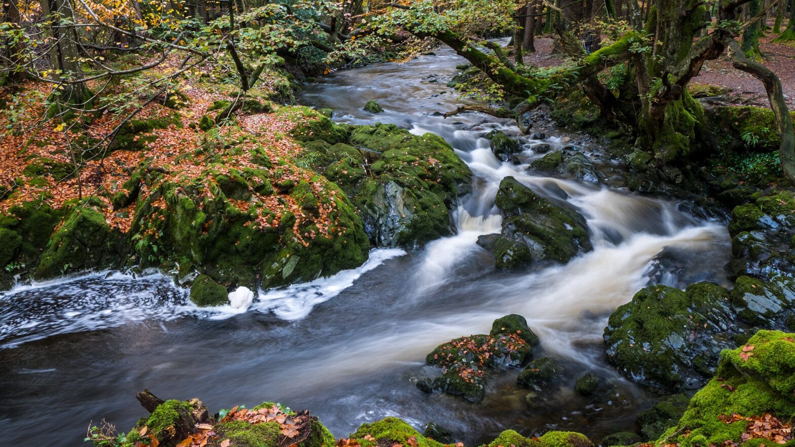 Tollymore Forest Park - Photography by Paul