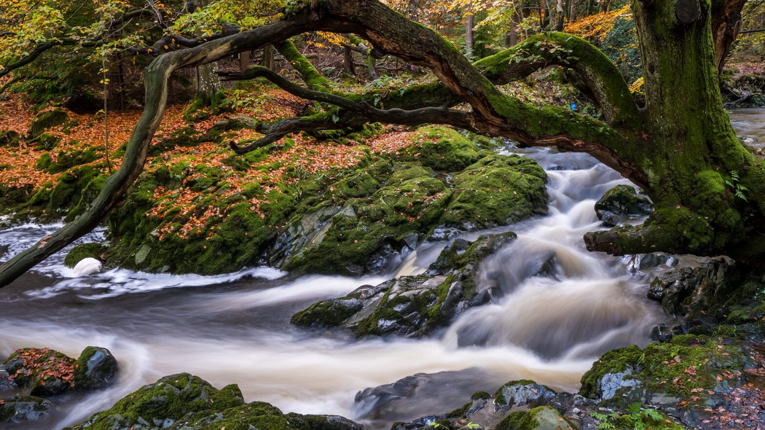 Tollymore Forest Park - Photography by Paul