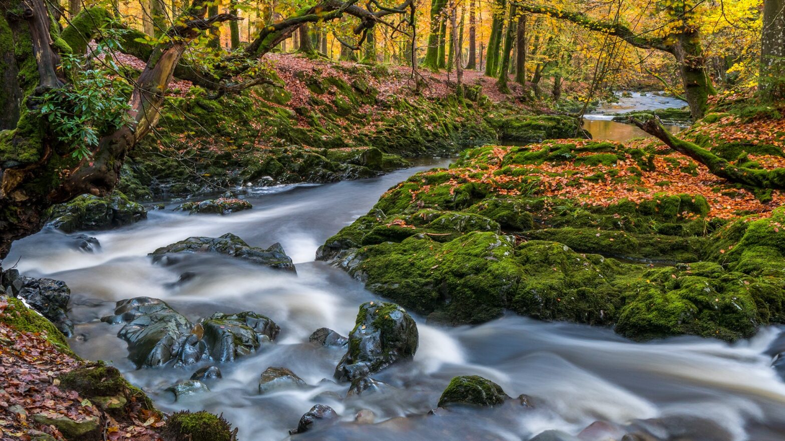 Tollymore Forest Park - Photography by Paul